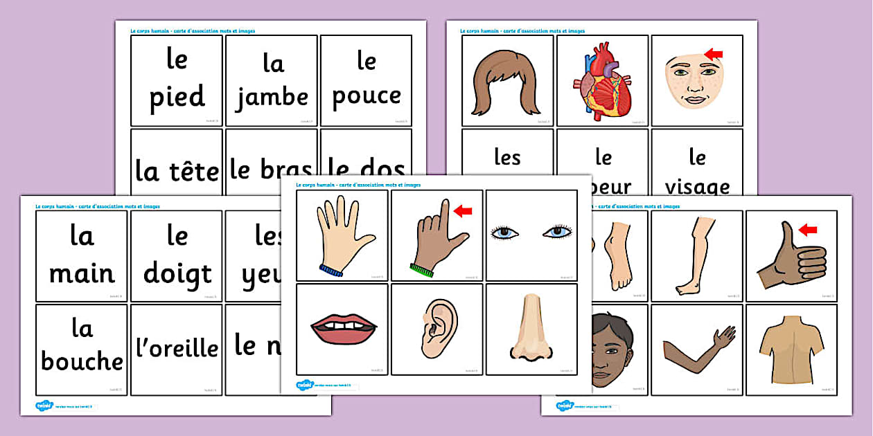Le corps humain - carte d'association mots et images