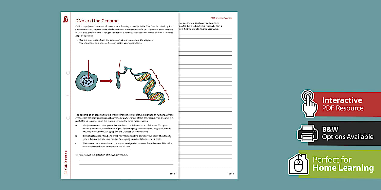 DNA and the Genome Independent Learning Worksheet | Beyond
