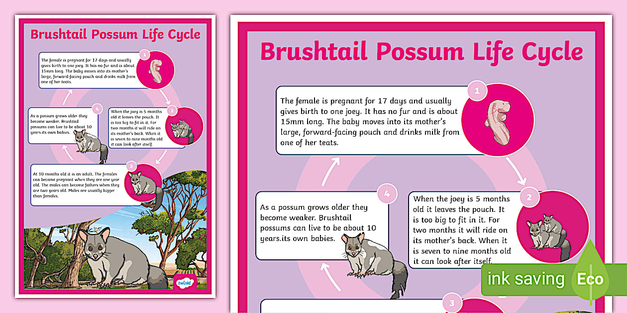Life Cycle of a Brushtail Possum Display Poster - Twinkl