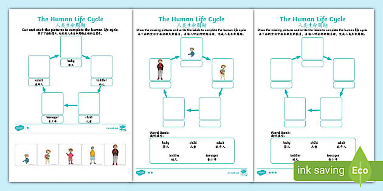 Human Life Cycle Worksheet - English/Mandarin Chinese