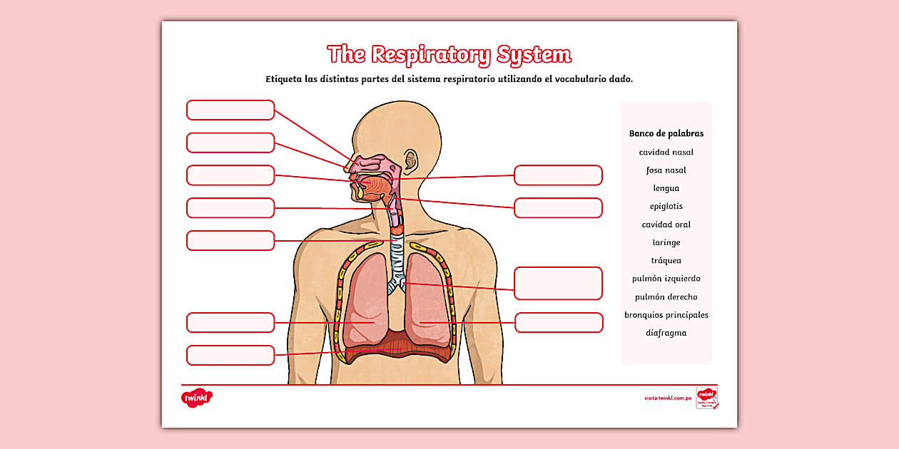 Ficha: Nombra los órganos del sistema respiratorio | Twinkl