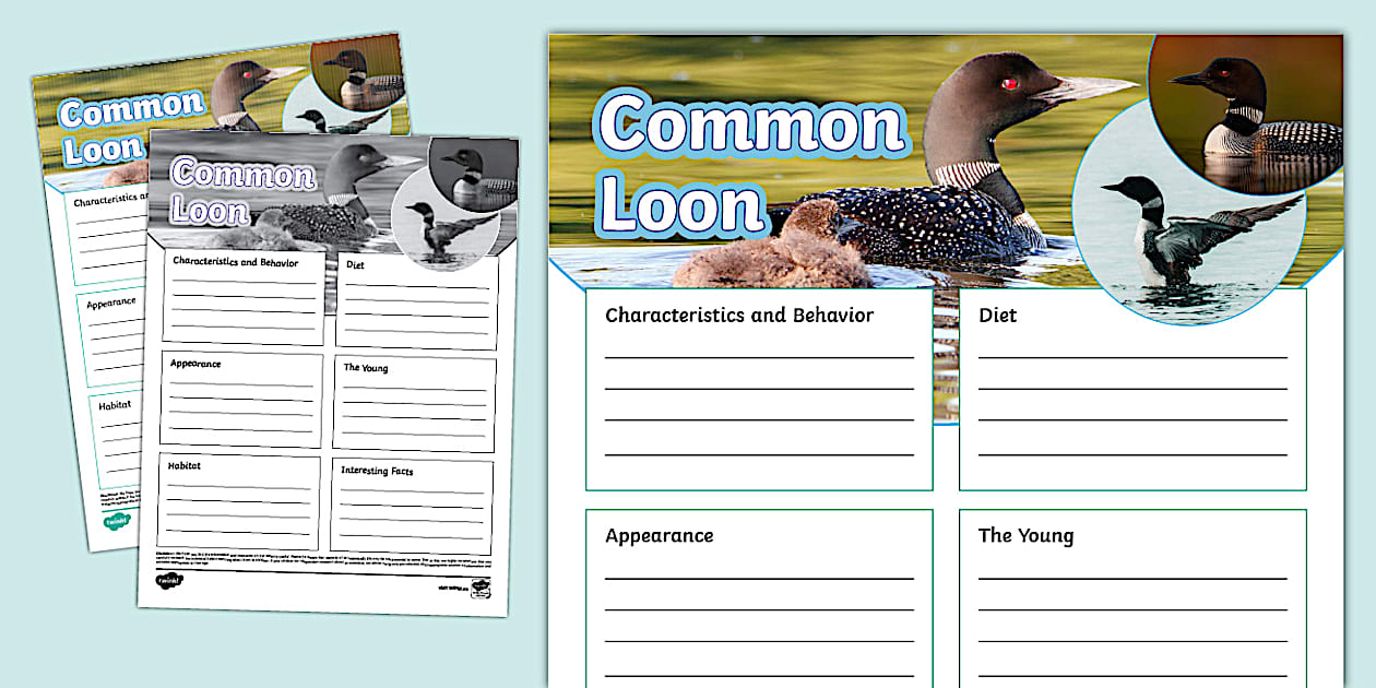 Common Loon Fact File Template (Teacher-Made) - Twinkl