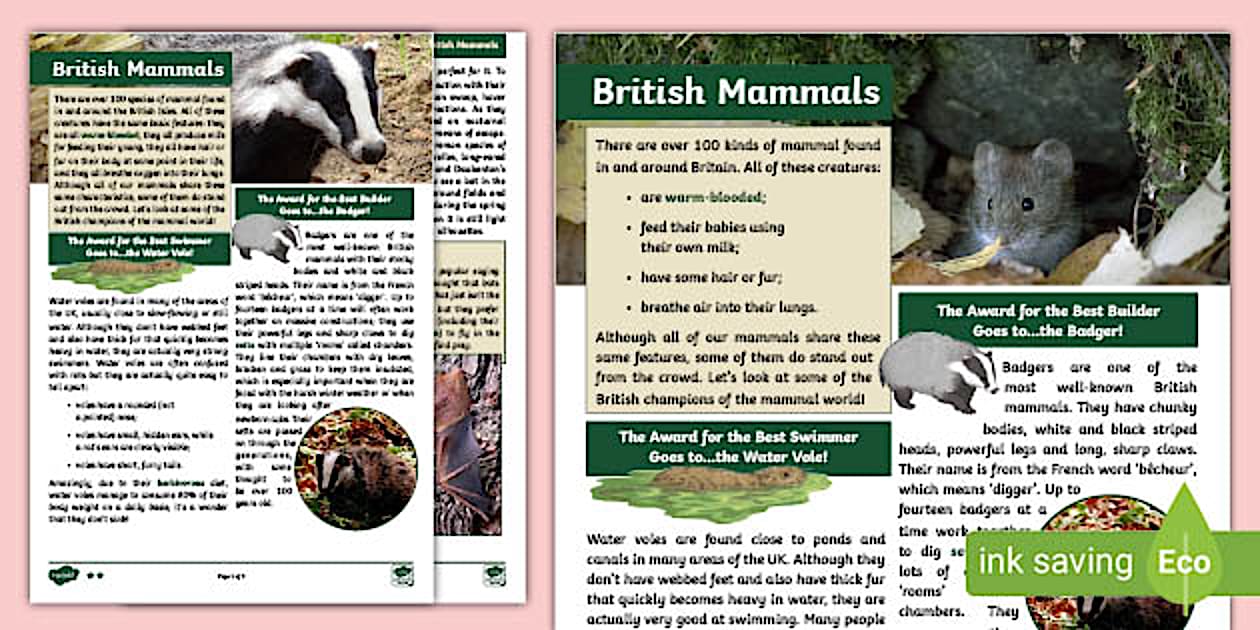All about British Mammals Differentiated Reading Comprehension Activity