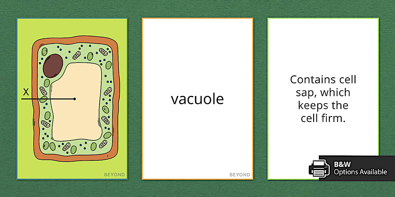 Plant Cell Display Cards - Junior Cert - Twinkl