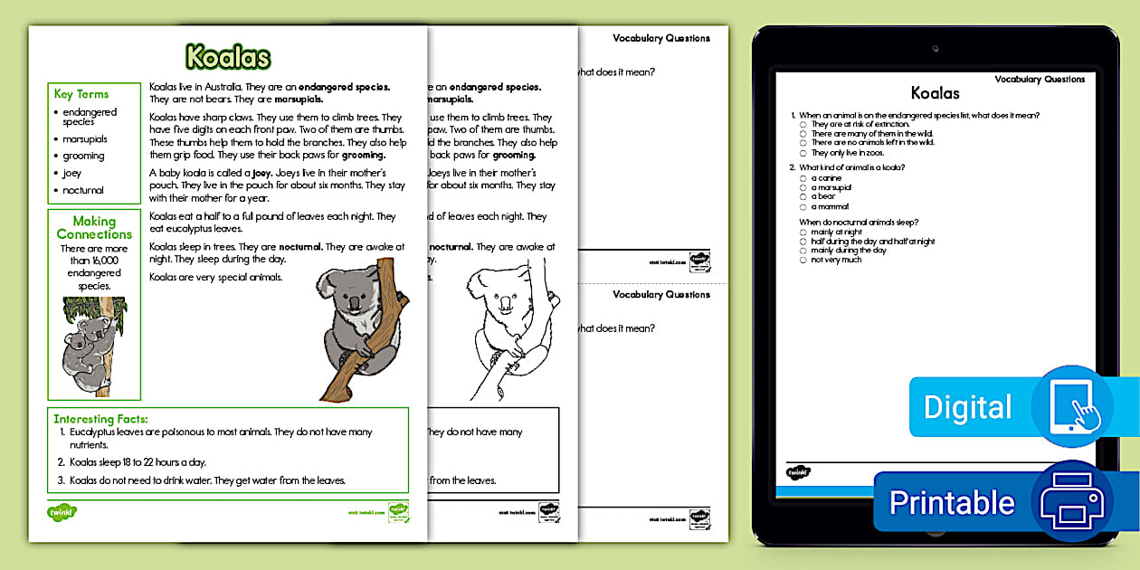Second Grade Koala Fact File and Vocabulary Questions