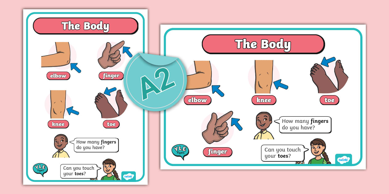 YLE Flyers - Vocabulary Poster (The Body) - Twinkl