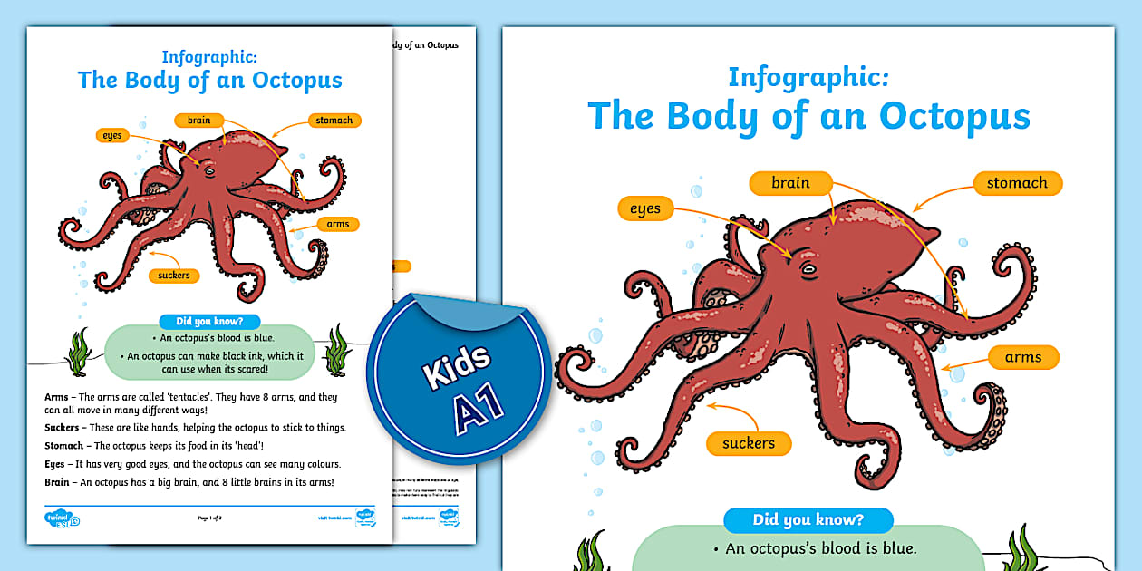 ESL Octopus Reading Comprehension | Twinkl (teacher made)