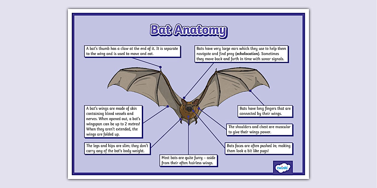 Bat Anatomy Display Poster (teacher made) - Twinkl