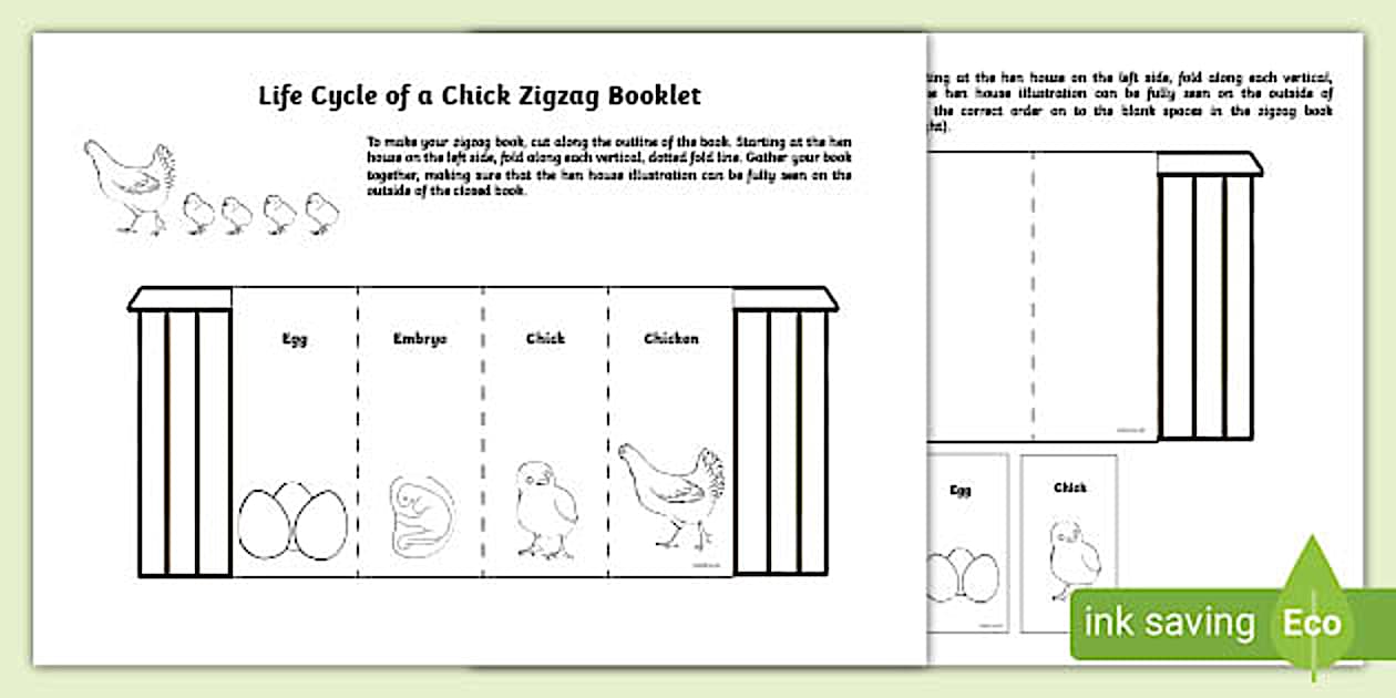 Life Cycle of a Chick Zigzag Book (teacher made) - Twinkl