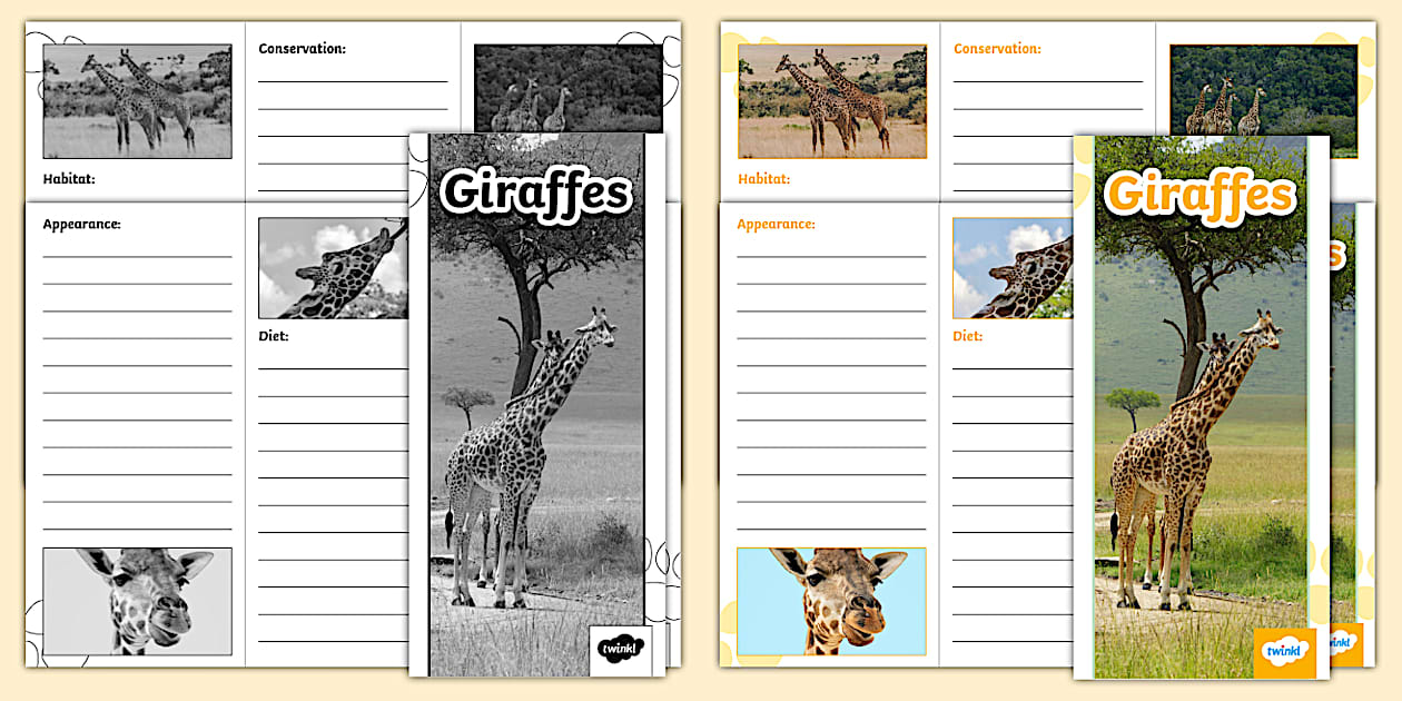 Giraffes Leaflet Template (teacher made) - Twinkl