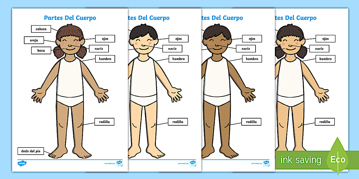 Editable Póster DIN A4 de las partes del cuerpo - La cabeza y los hombros