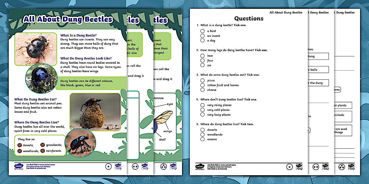 All About Dung Beetles Reading Comprehension | Twinkl | KS1