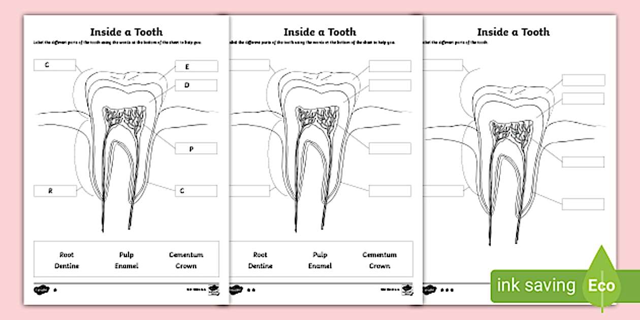 Inside a Tooth Labelling Worksheet (teacher made) - Twinkl