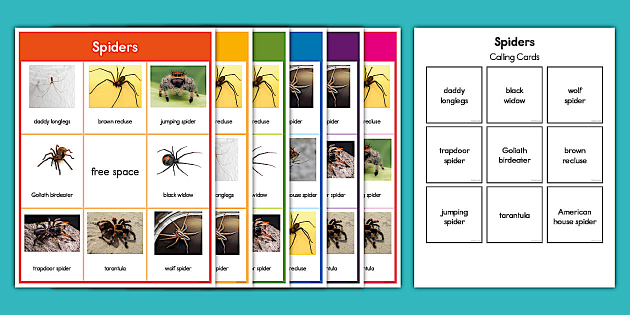 Spiders Bingo for K-2nd Grade (teacher made) - Twinkl