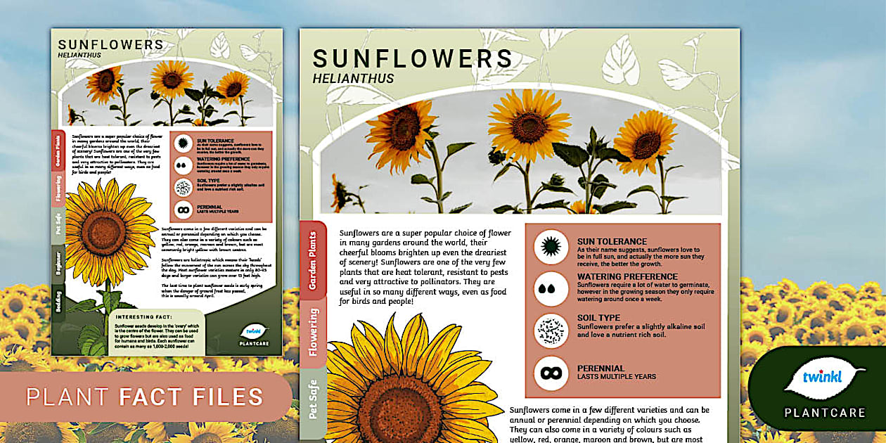 Plant Facts For Kids | Twinkl Plant Resources - Twinkl