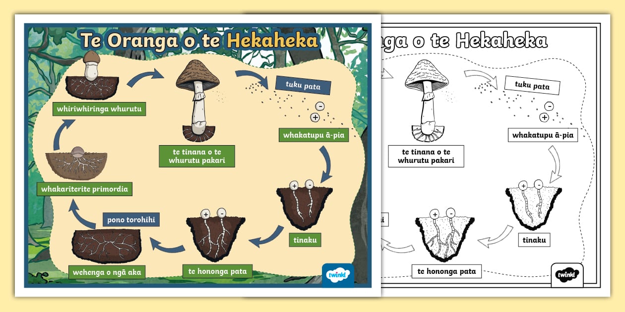 Te Oranga o te Hekaheka (teacher made) - Twinkl
