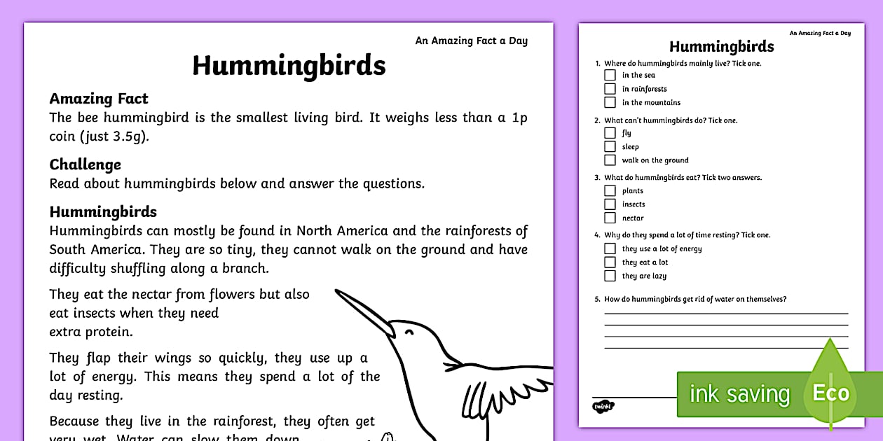 Hummingbird Comprehension Worksheet / Worksheet - Twinkl
