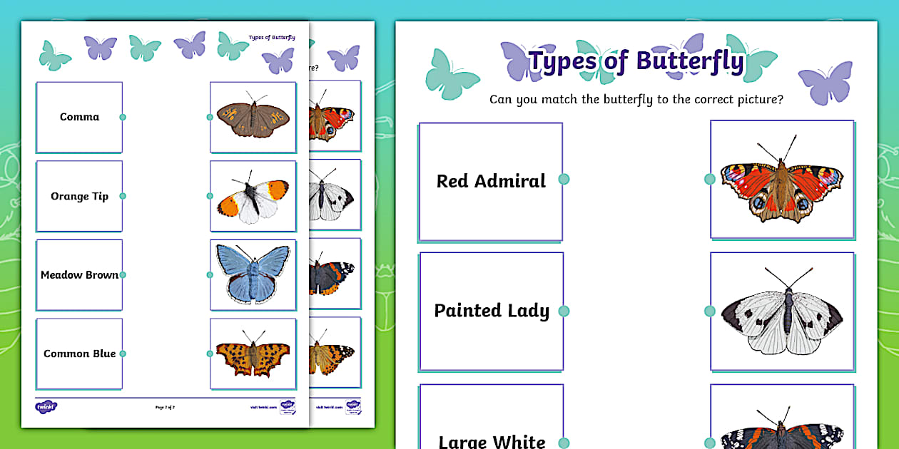 Types of Butterfly Matching Worksheet (Teacher-Made)