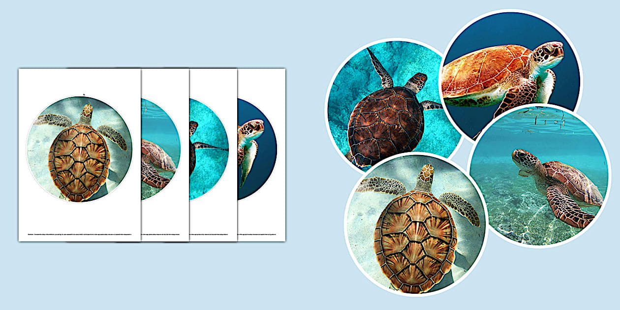 Turtle Circle Display Photo Cut-Outs (Teacher-Made) - Twinkl