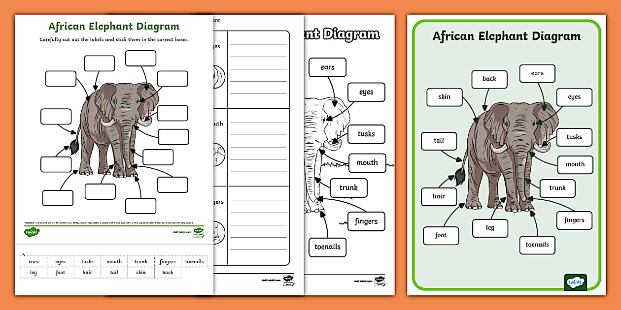African Elephant Diagram Activity Pack (teacher made)