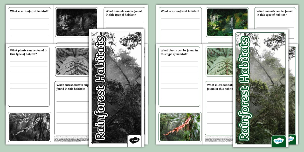 Rainforest Habitats Leaflet Template (professor feito)