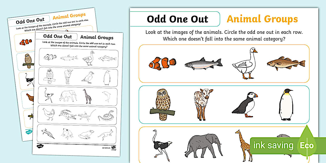 Animal Groups Odd One Out Worksheet (Lehrer gemacht)