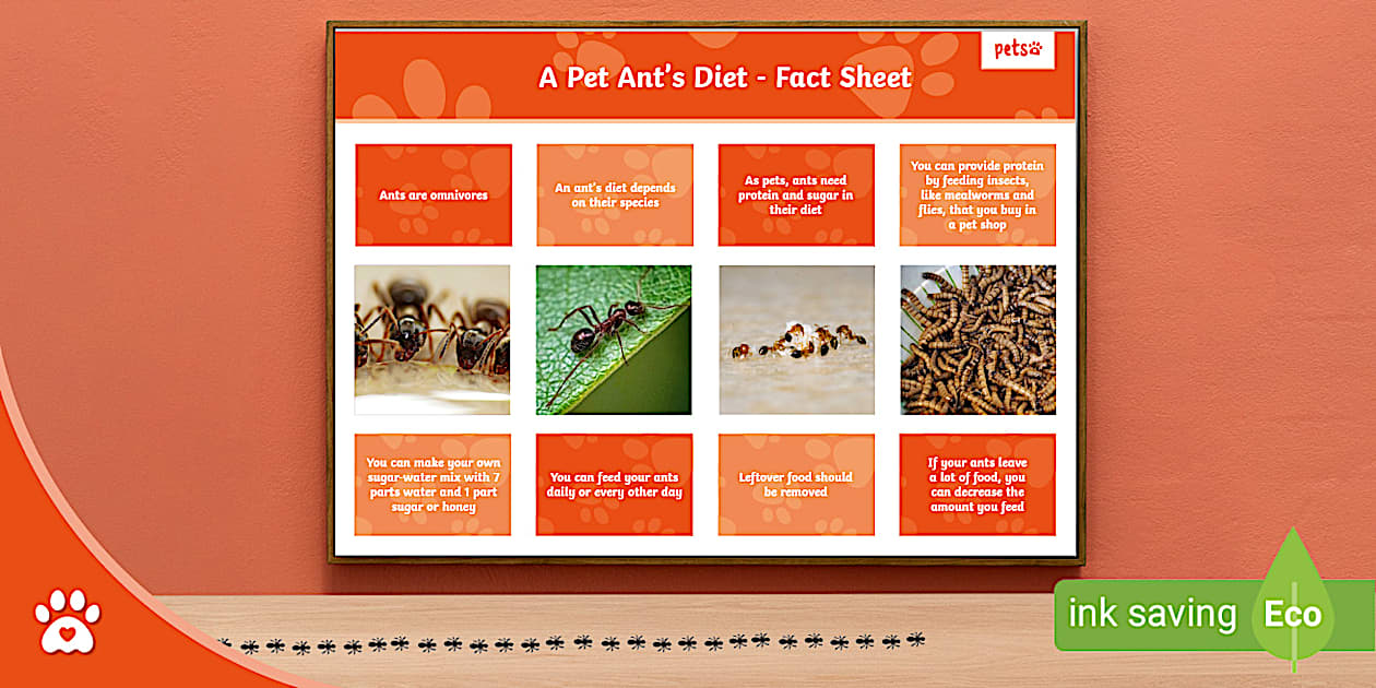 A Pet Ant's Diet - Fact Sheet - Ant Farm - Ant - Twinkl Pets