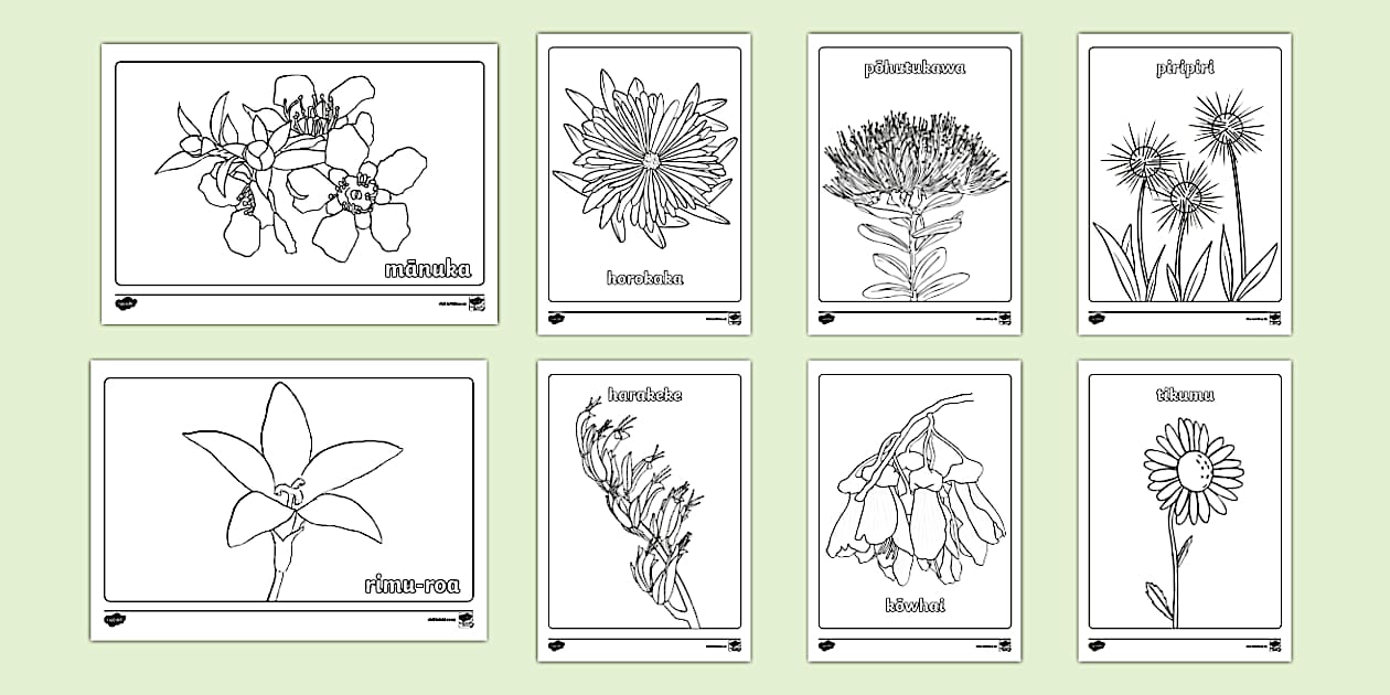 New Zealand Flowers Colouring Pages (teacher made) - Twinkl