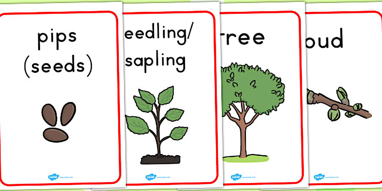 Apple Tree Life Cycle Growth Posters (teacher made) - Twinkl