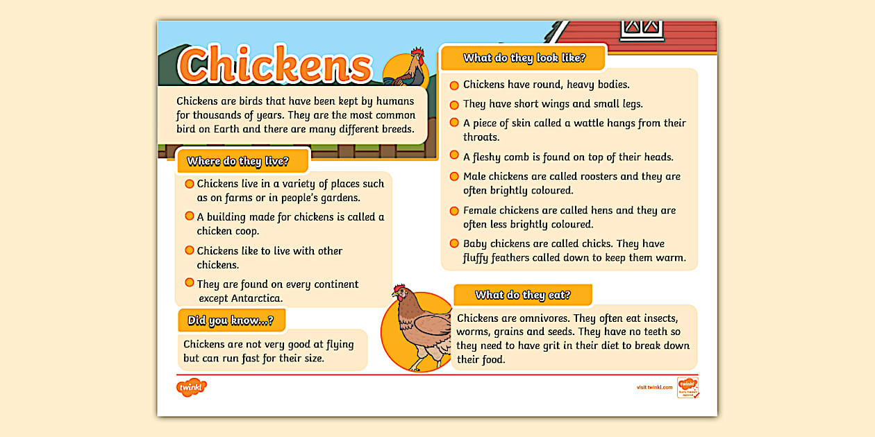 KS1 Chickens Fact File - KS1 (Teacher-Made) - Twinkl