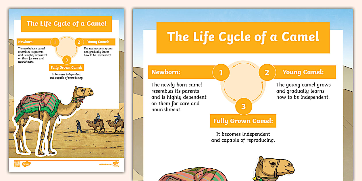 Life Cycle of a Camel (teacher made) - Twinkl