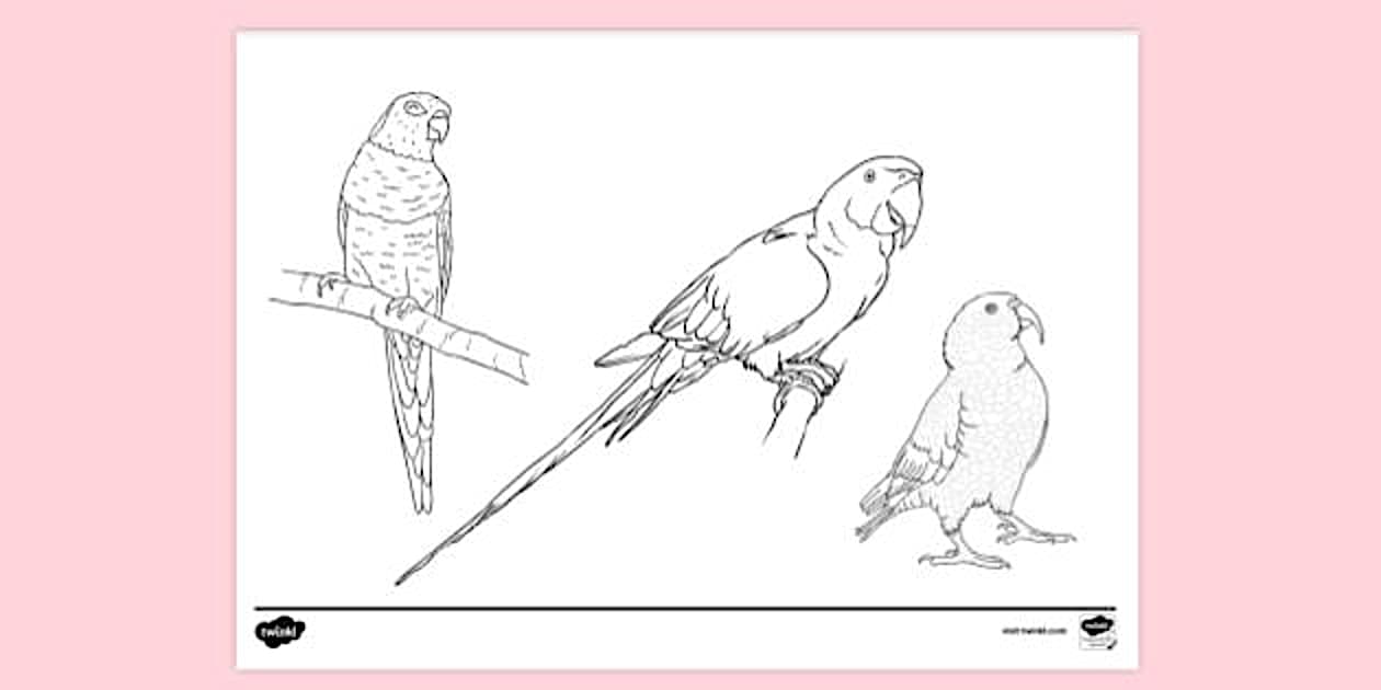 Printable Parrot Colouring Page (teacher made) - Twinkl