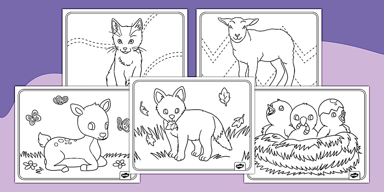 Baby Animals Coloring Sheets (teacher made) - Twinkl