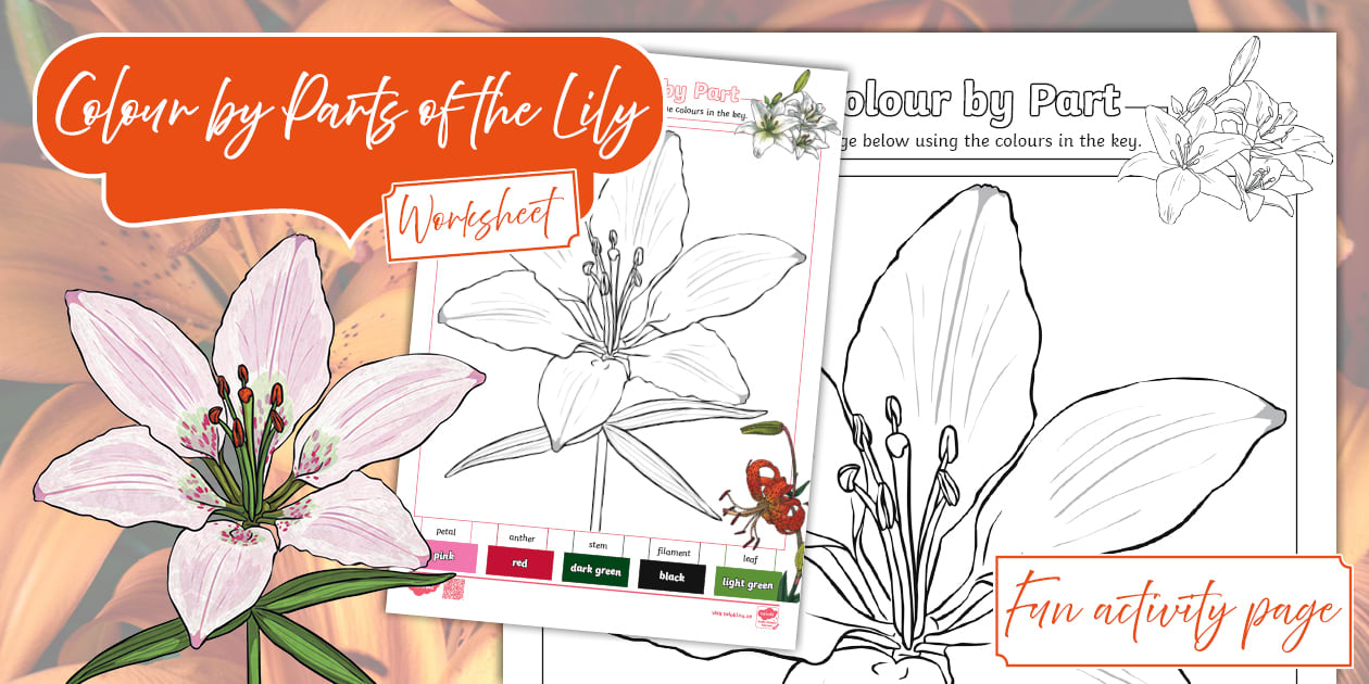 Intermediate Phase Natural Science - Colour by Parts of the Lily ...