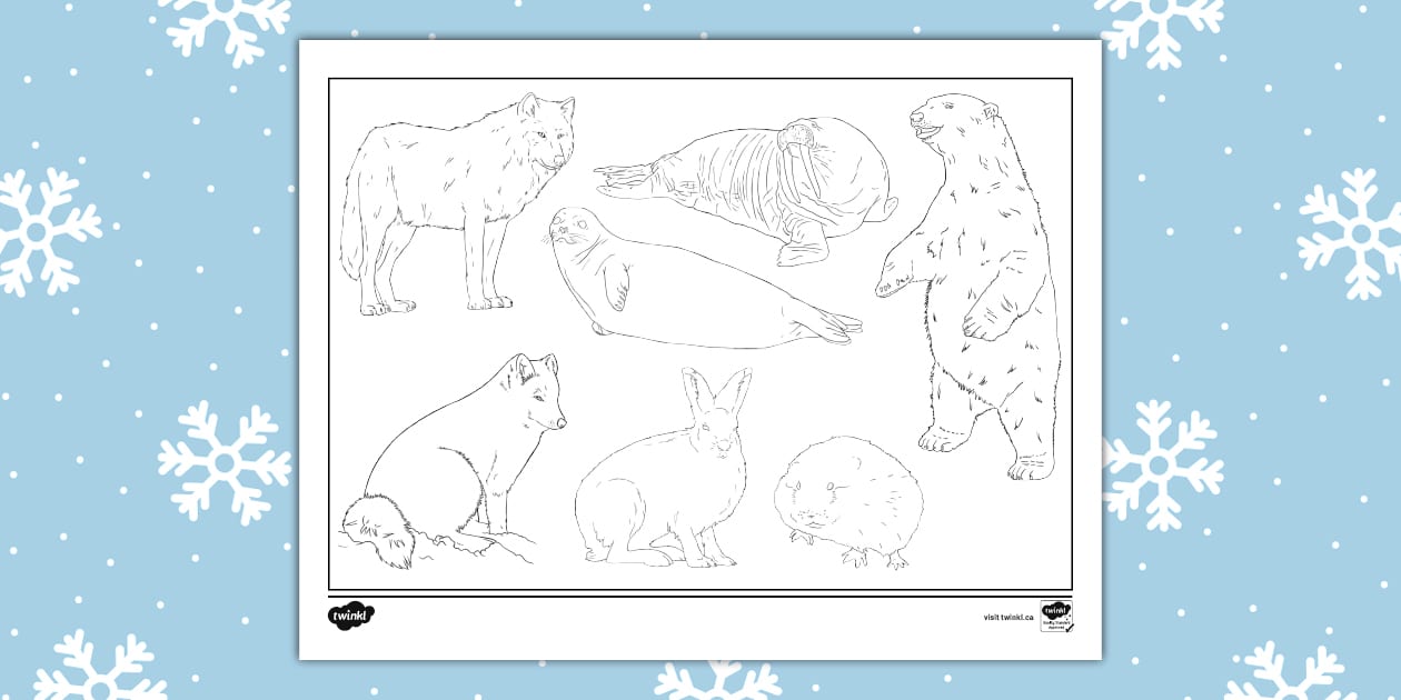 Coloriage : Les animaux de l'Arctique (teacher made)