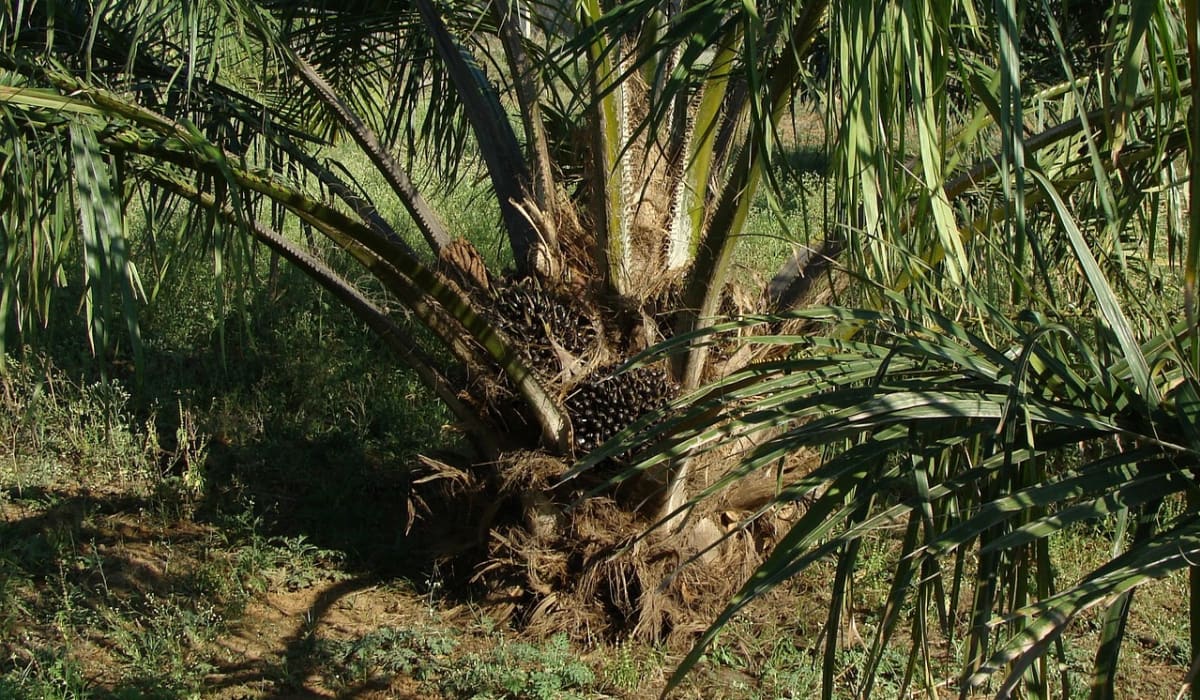 Palm Oil - Twinkl NewsRoom - Twinkl