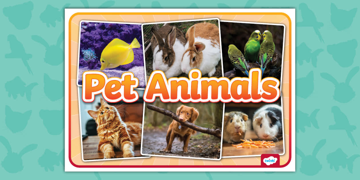 Pet Animals Photo Display Poster (Teacher-Made) - Twinkl