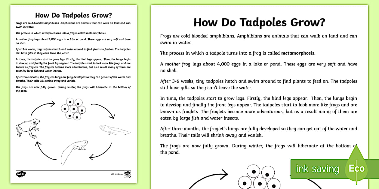 How Do Tadpoles Grow? Explanation Writing Sample-Australia