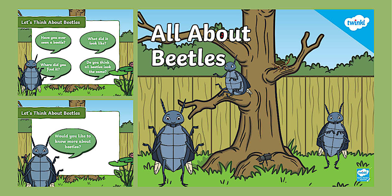All About Beetles PowerPoint (Teacher-Made) - Twinkl