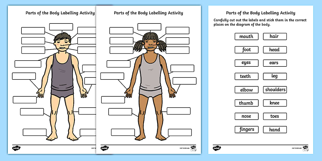 Human Body Parts Labelling Activity - Body Parts Worksheet