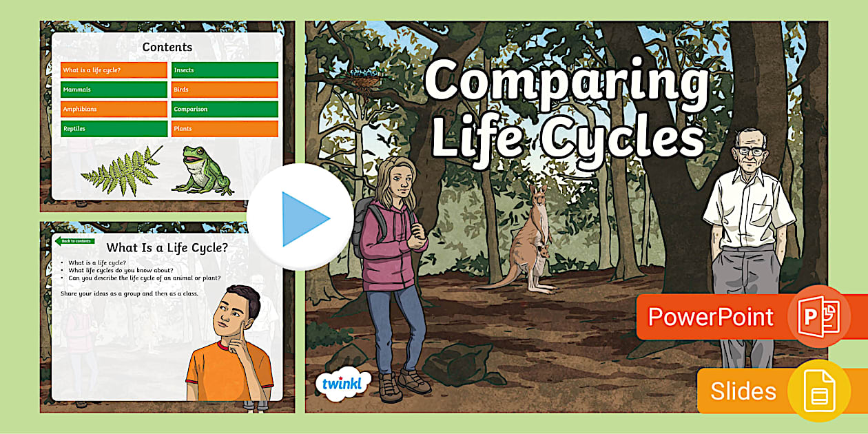 Comparing Life Cycles PowerPoint (teacher made) - Twinkl