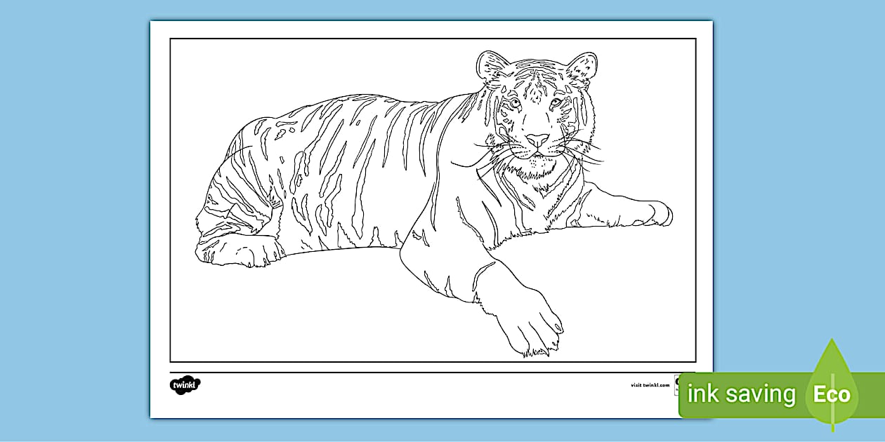 Arctic Tiger Colouring Page (teacher made) - Twinkl
