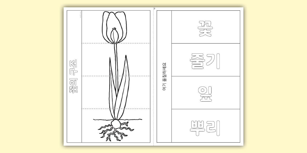 식물의 구조 ⅼ 꽃의 구조 플랩북 - Twinkl