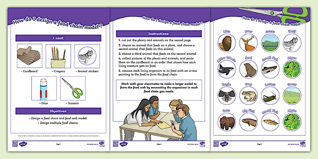 Design a food chain model (teacher made) - Twinkl