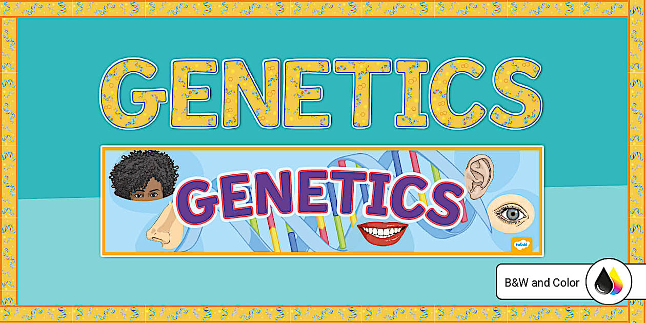 Genetics Bulletin Board Pack (teacher made) - Twinkl