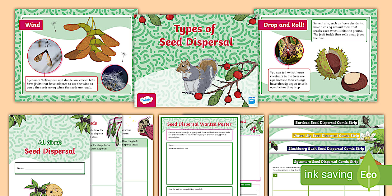 KS2 Seed Dispersal Information PowerPoint and Activities