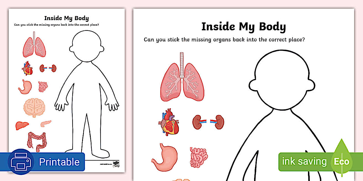 Body Organs Worksheet | Inside the Living Body | Twinkl USA