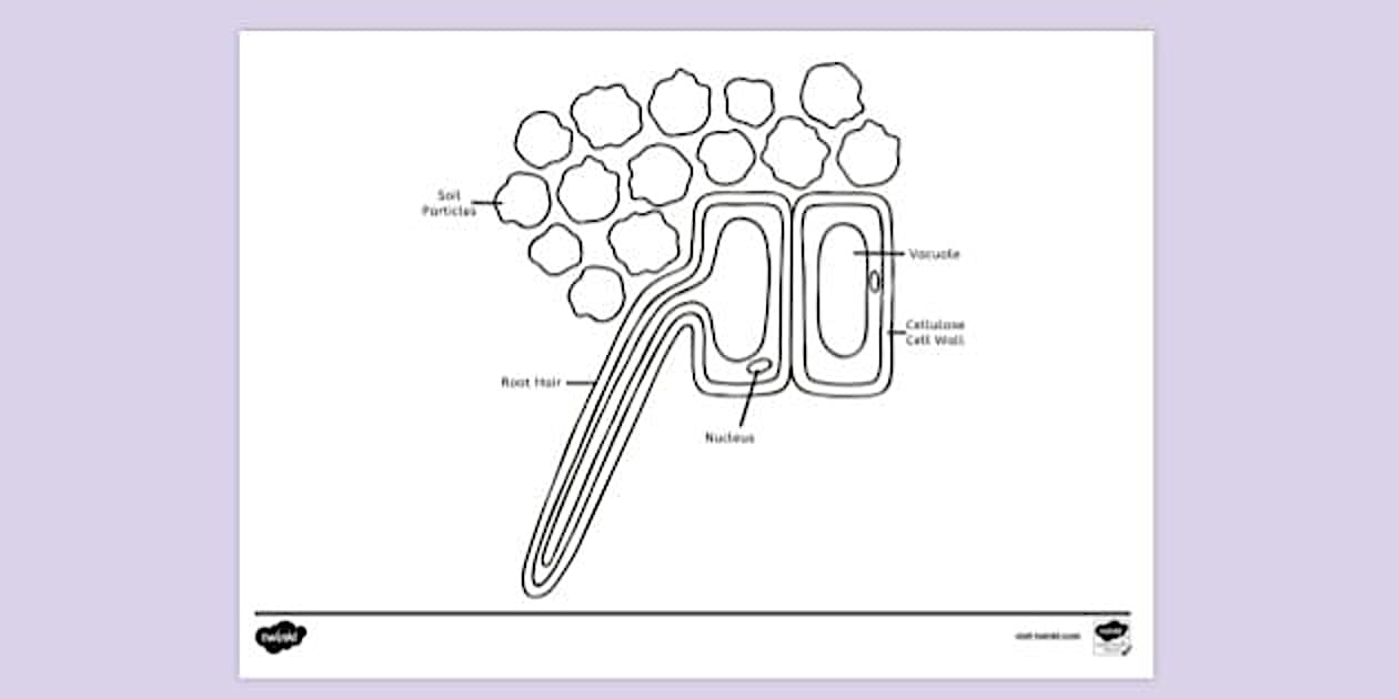 Root Hair Cell Labelled Colouring Sheet | Colouring Sheets