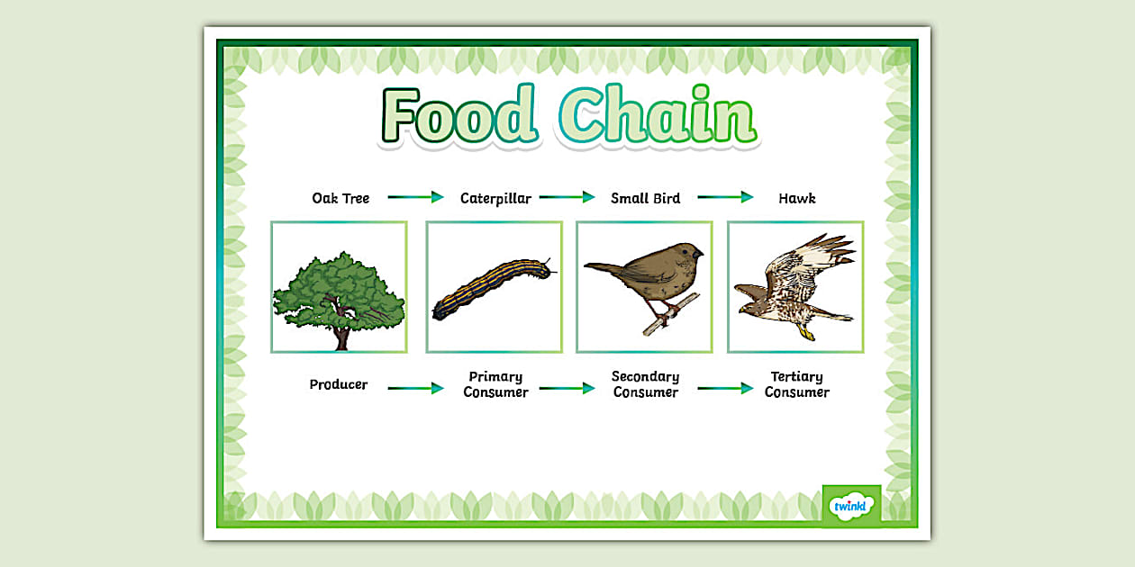 Oak Tree Food Chain Display Poster (teacher made) - Twinkl
