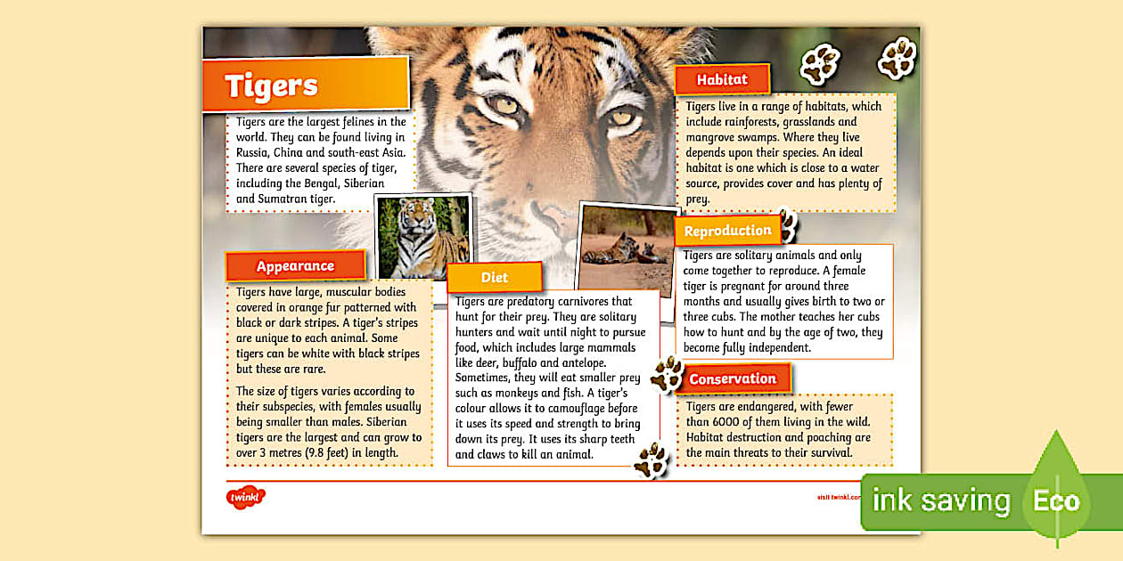 Tigers KS2 Fact File - Animals - KS2 (Teacher-Made) - Twinkl